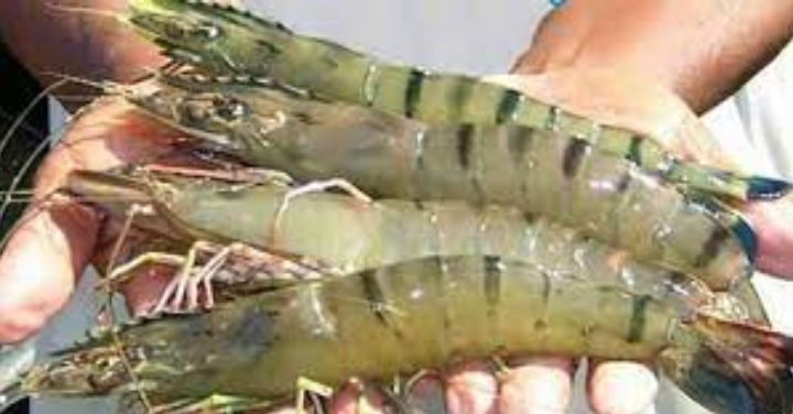 Bagda shrimp is now owned by Bangladesh - Onukothon
